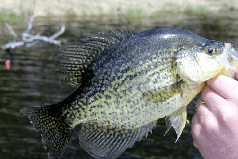 CRAPPIE FISHING TIPS: How to Fish for Crappie (Top Secrets)