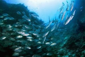 Best Barometric Pressure For Fishing (How It Affects Fish Behavior)